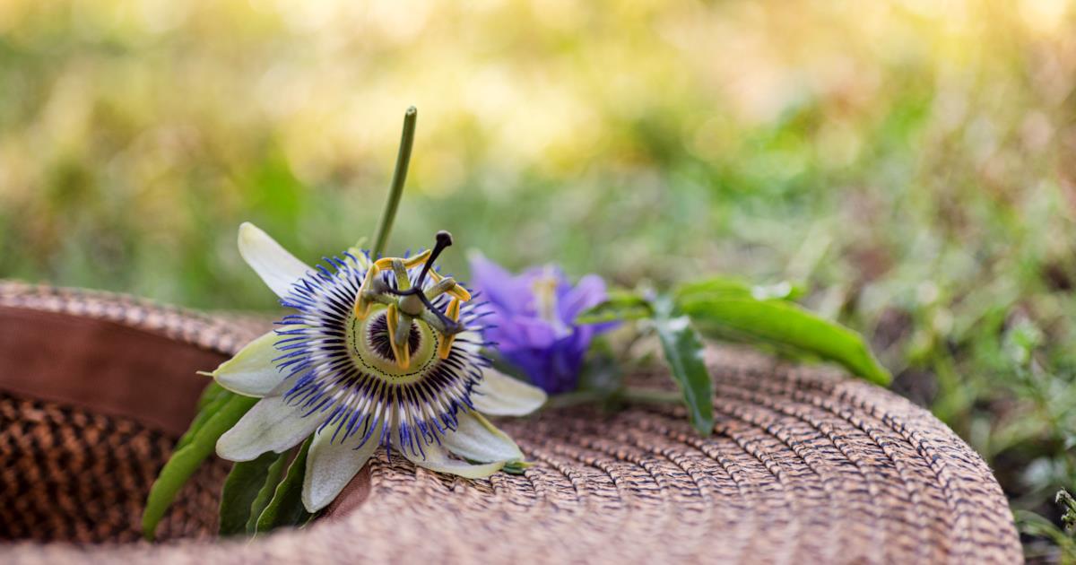 La passiflora: proprietà, benefici, usi e come coltivarla