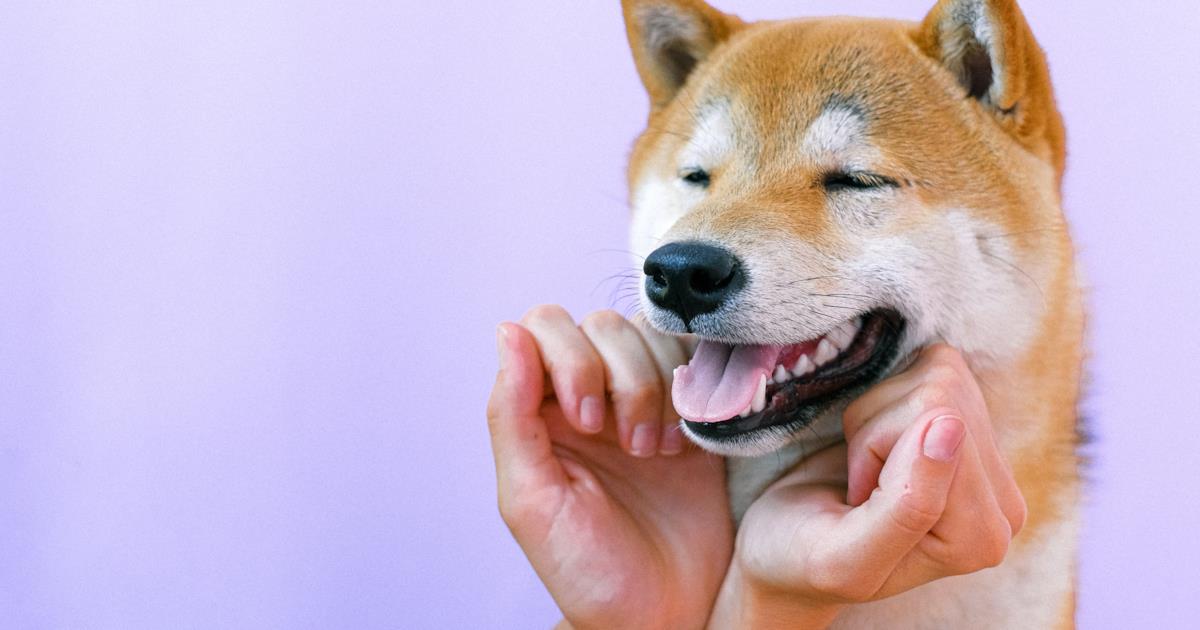 100 battute squallide e freddure per far ridere gli altri