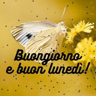 100 Frasi per augurare Buon Lunedì